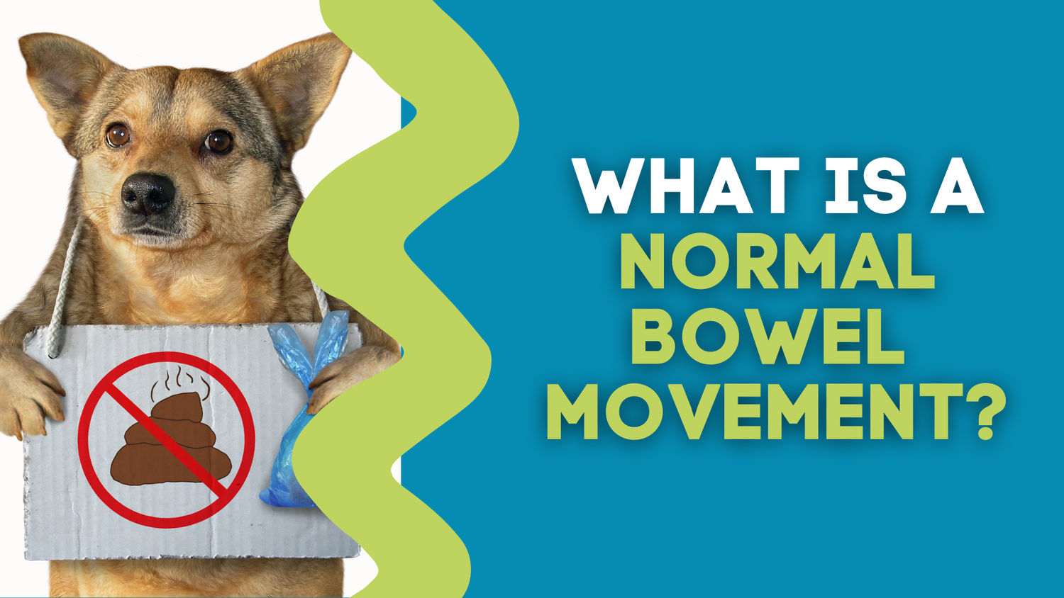 WHAT IS A NORMAL BOWEL MOVEMENT? – The Gut Health Hub