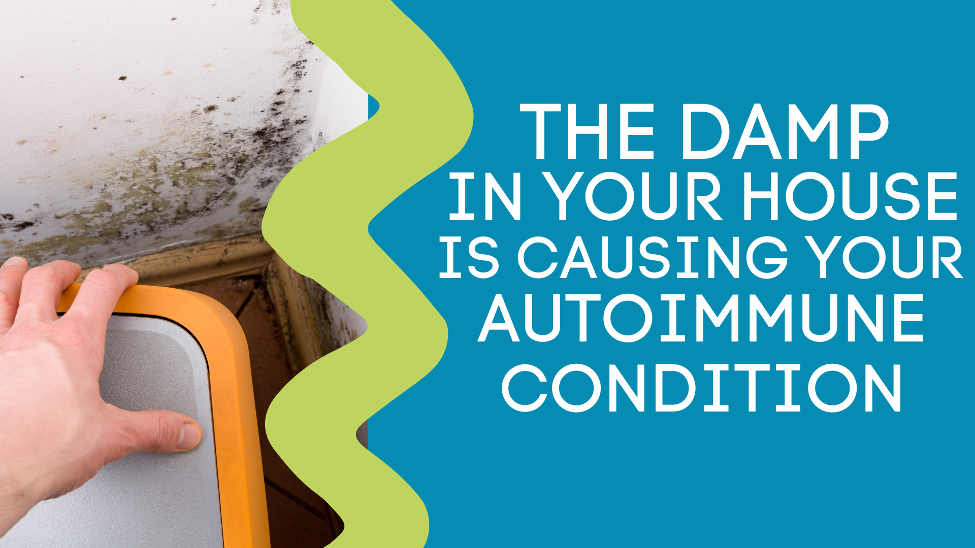 THE DAMP IN YOUR HOUSE IS CAUSING YOUR AUTOIMMUNE CONDITION – The Gut ...