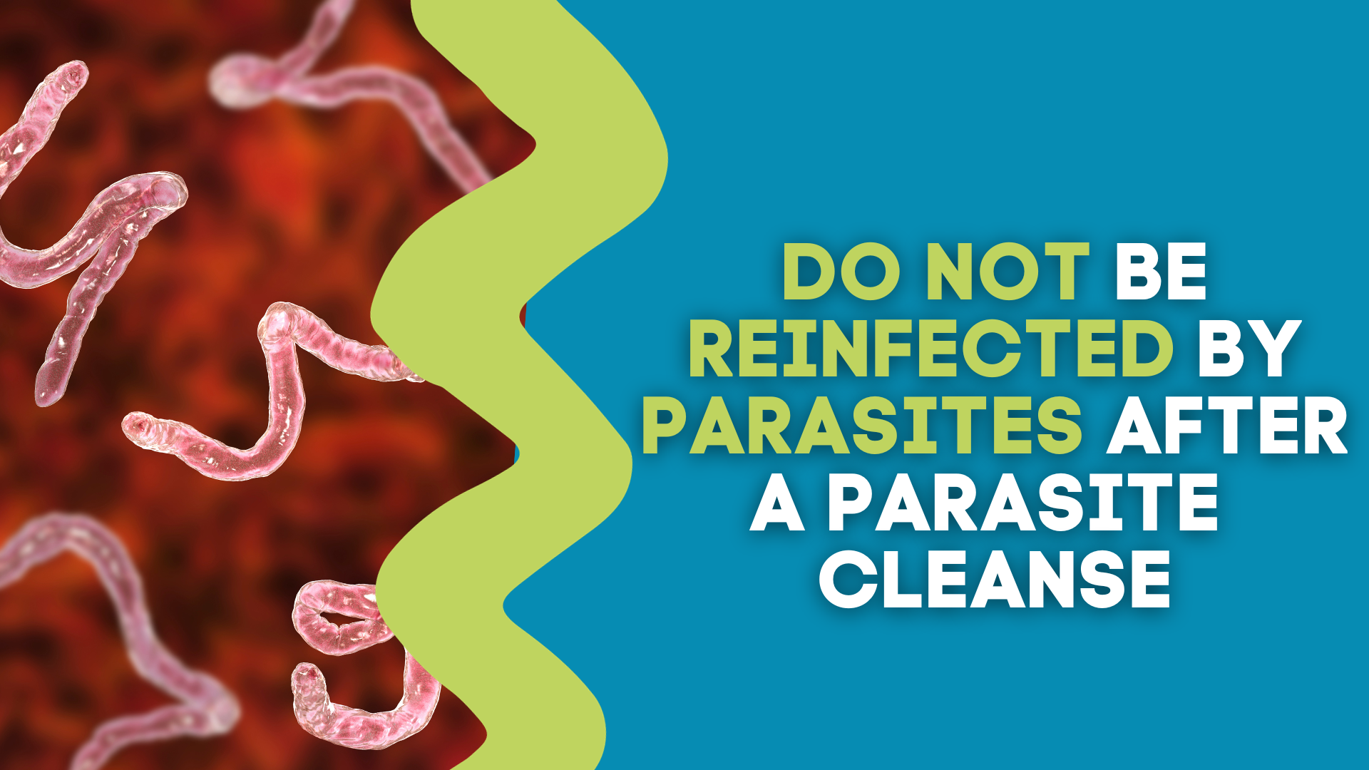 DO NOT BE REINFECTED BY PARASITES AFTER A PARASITE CLEANSE – The Gut ...
